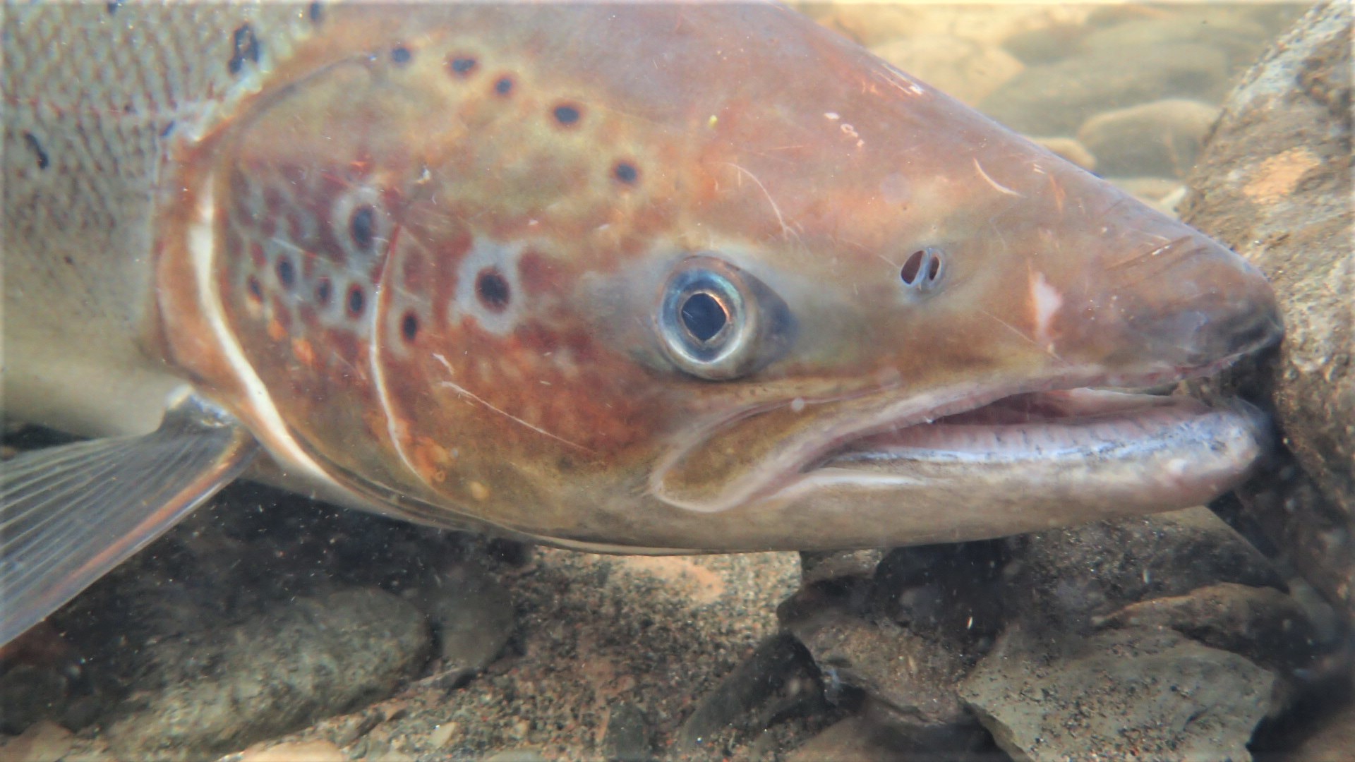 Rapid evolution in salmon life history induced by direct and indirect ...